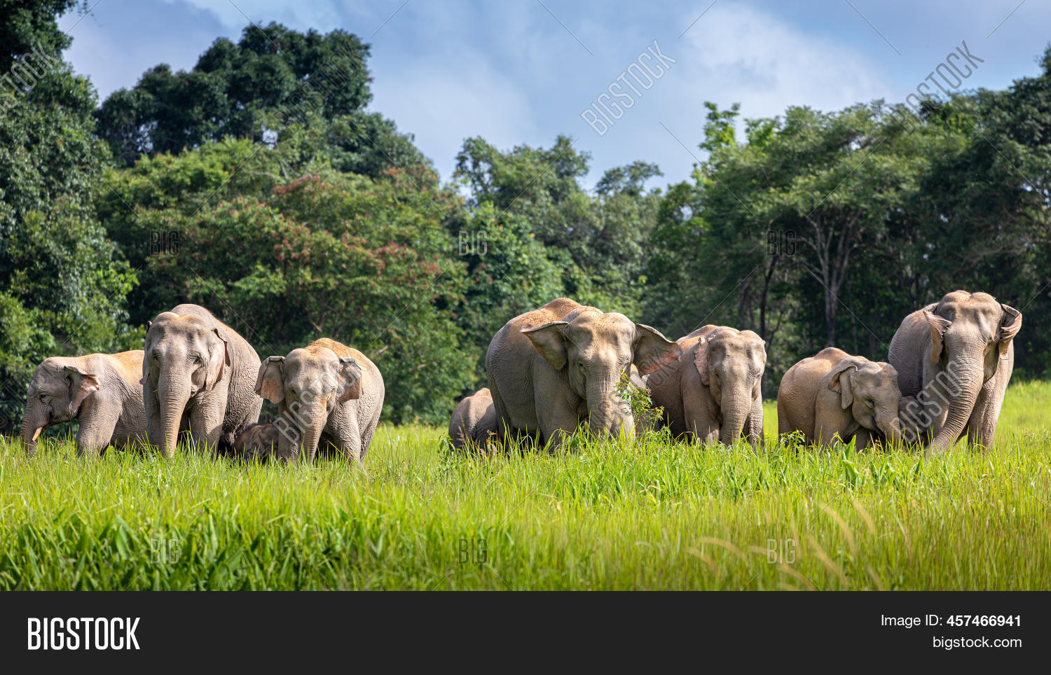 Wild Elephant Family Image & Photo (Free Trial) | Bigstock
