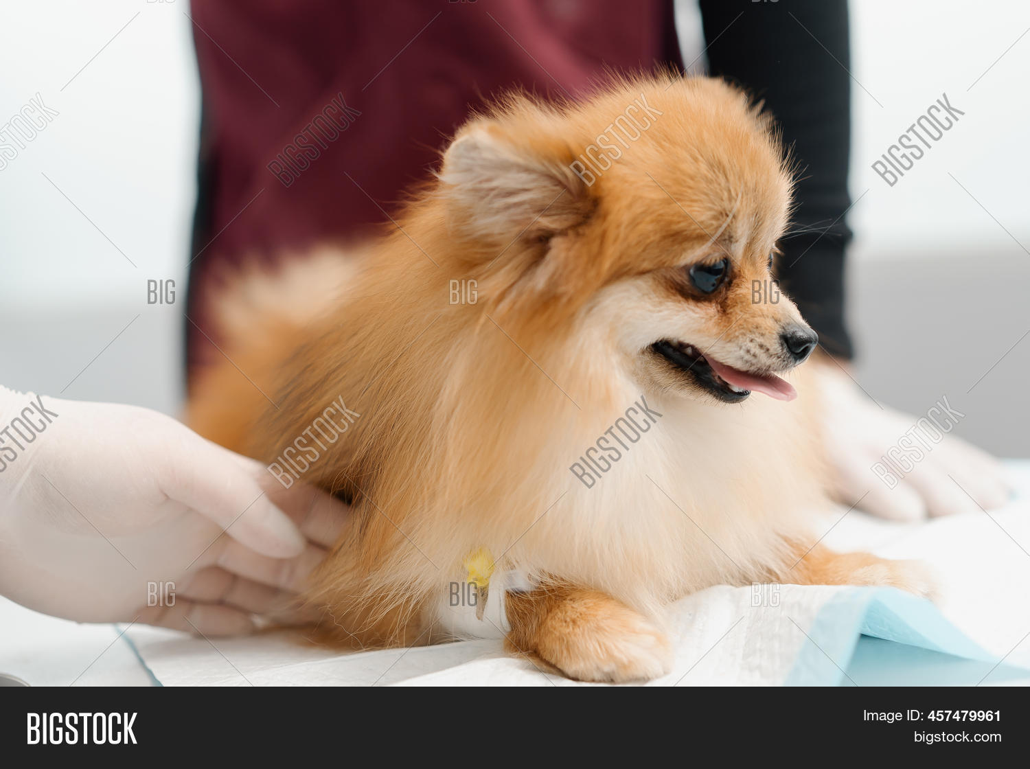 Veterinarian Doctor Image & Photo (Free Trial) | Bigstock
