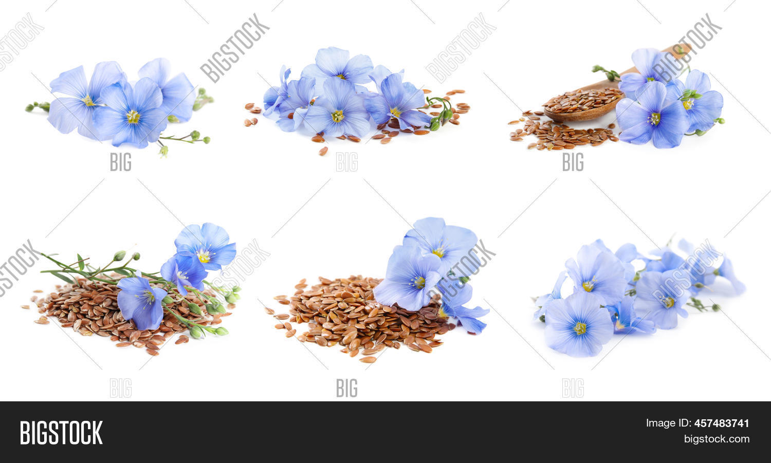 Set Flax Seeds Flowers Image & Photo (Free Trial) | Bigstock
