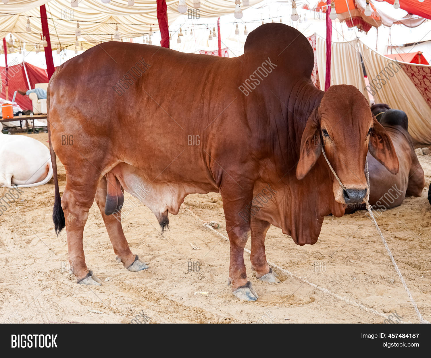 Brahman Brown Cow Image & Photo (Free Trial) | Bigstock