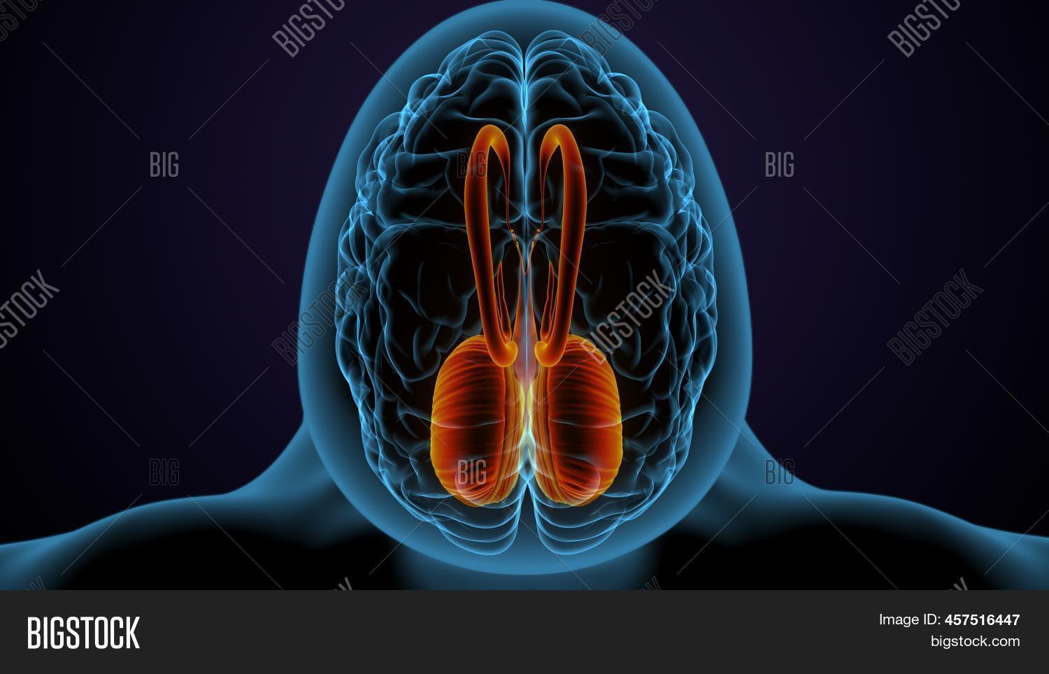 3d Illustration Male Image & Photo (Free Trial) | Bigstock