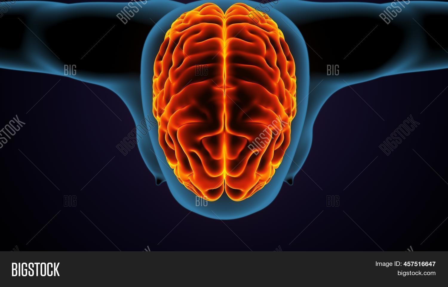 3d Illustration Human Image & Photo (Free Trial) | Bigstock