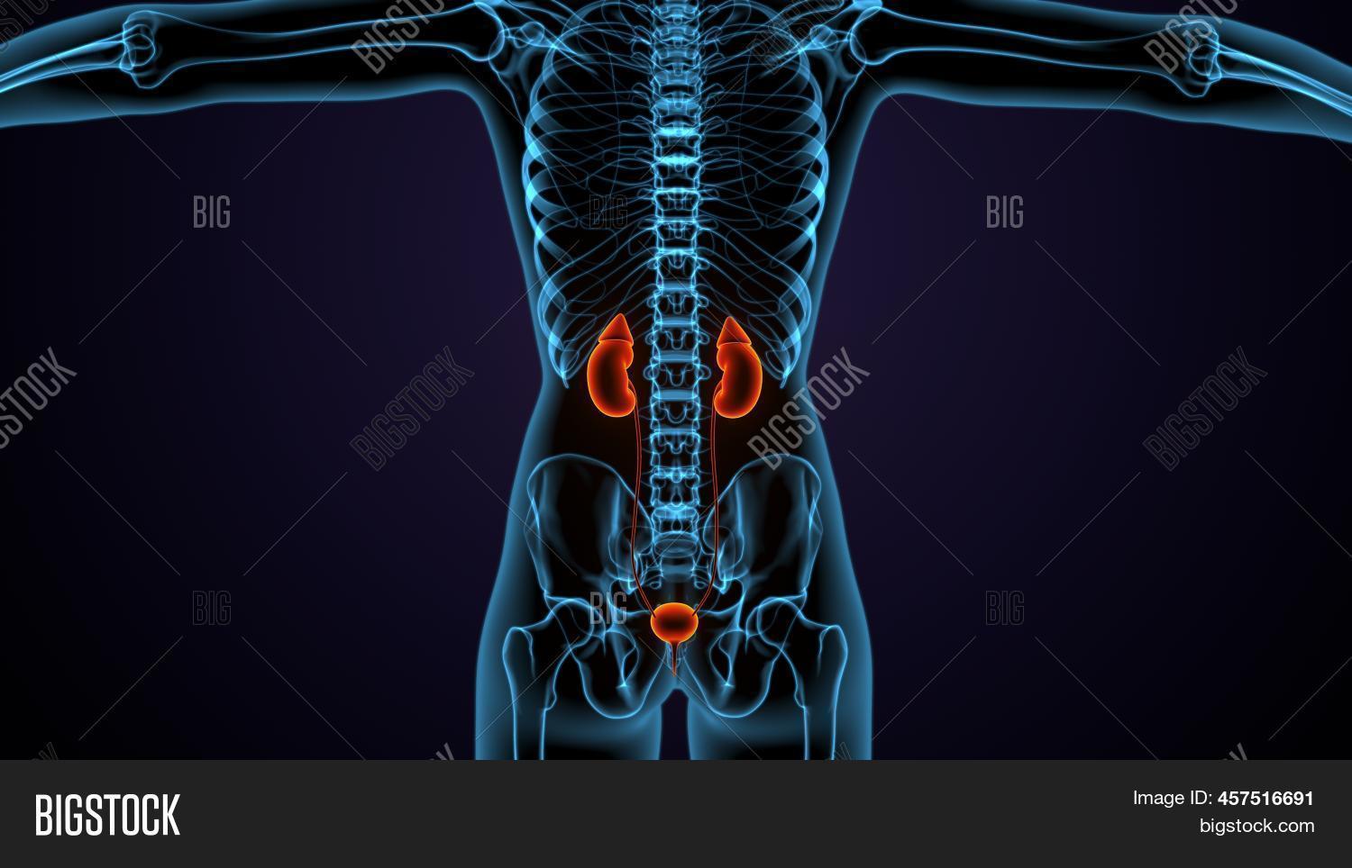 3d Illustration Human Image & Photo (Free Trial) | Bigstock