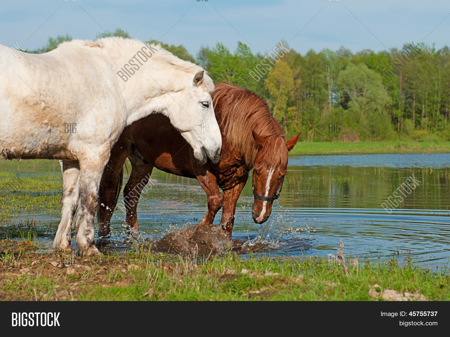Two Horses Play Water Image & Photo (Free Trial) | Bigstock