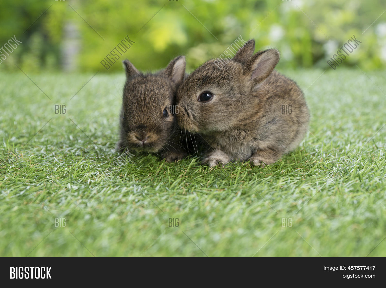 Two Cuddly Rabbit Image & Photo (Free Trial) | Bigstock