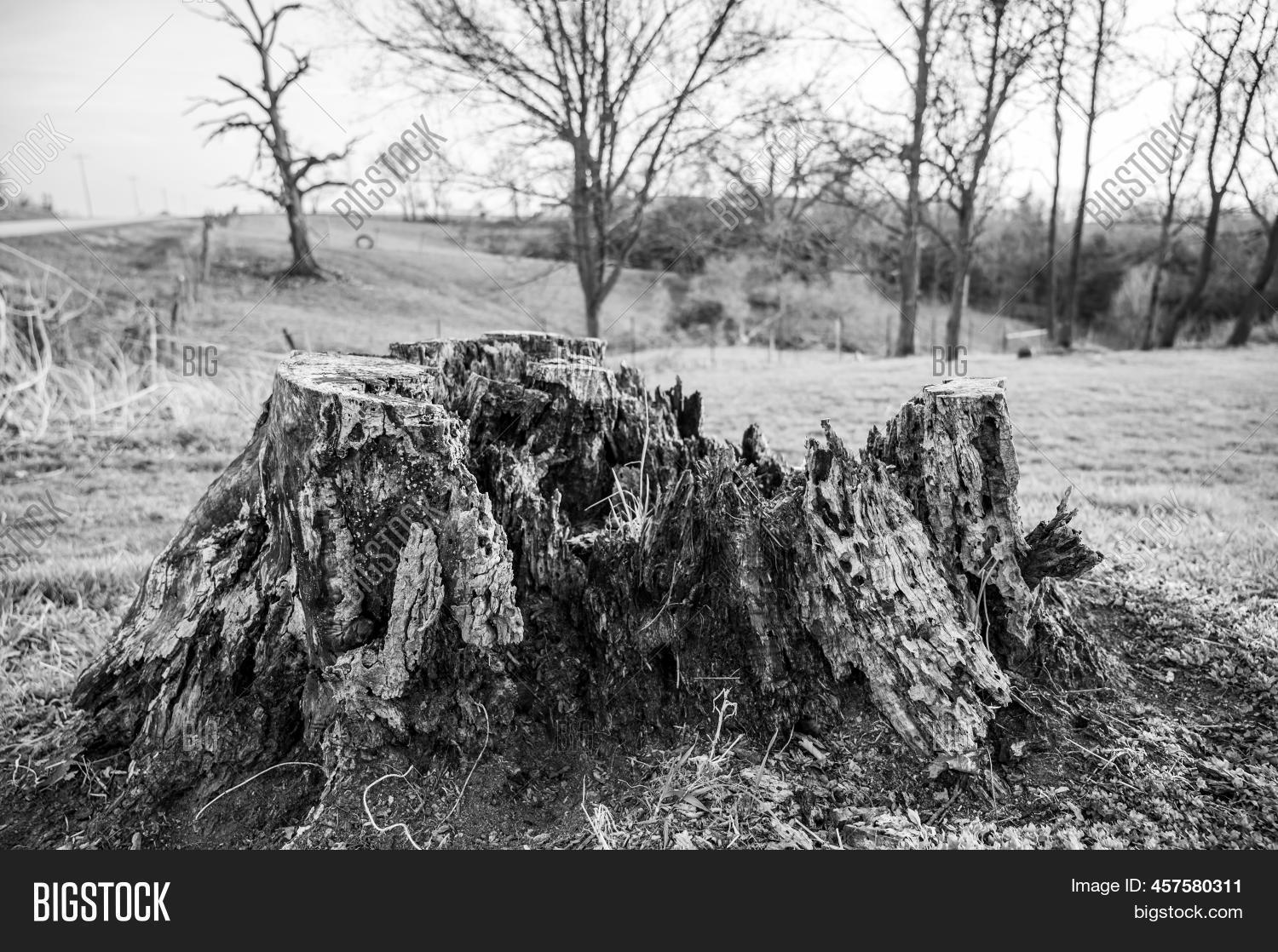 Old Rotting Tree Stump Image & Photo (Free Trial) | Bigstock