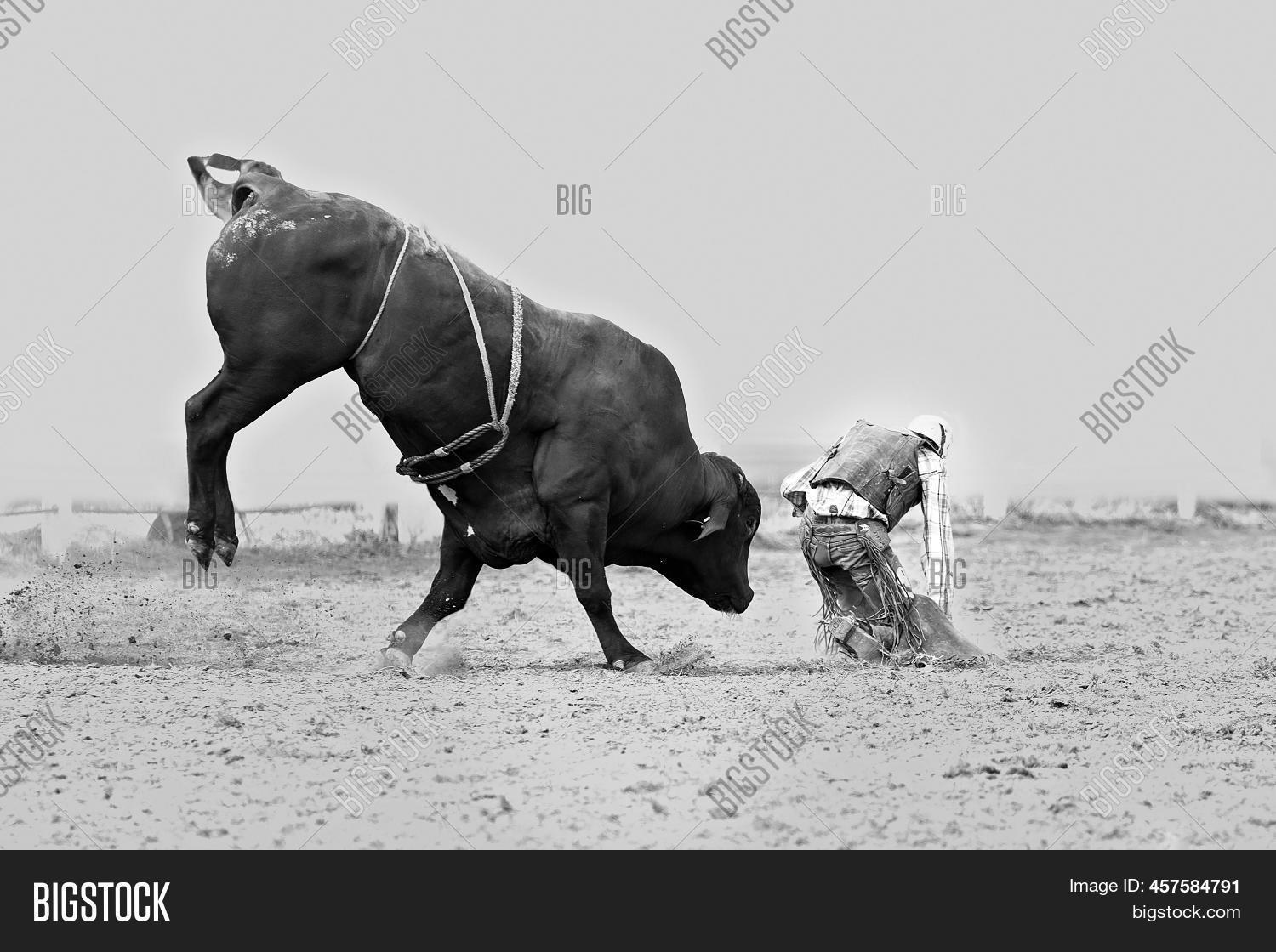 Cowboy Gets Bucked Off Image & Photo (Free Trial) | Bigstock
