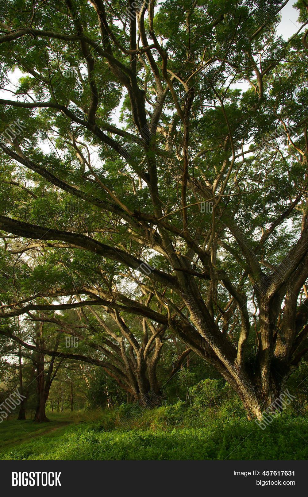 Shade Rain-tree Canopy Image & Photo (Free Trial) | Bigstock