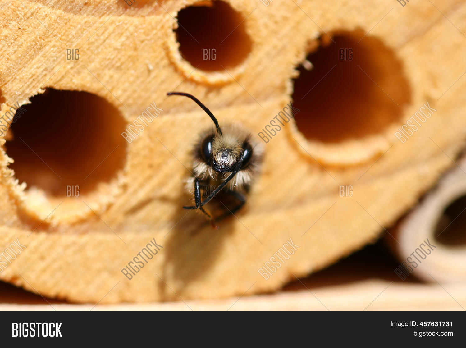 Tiny Red Mason Bee Image & Photo (Free Trial) | Bigstock