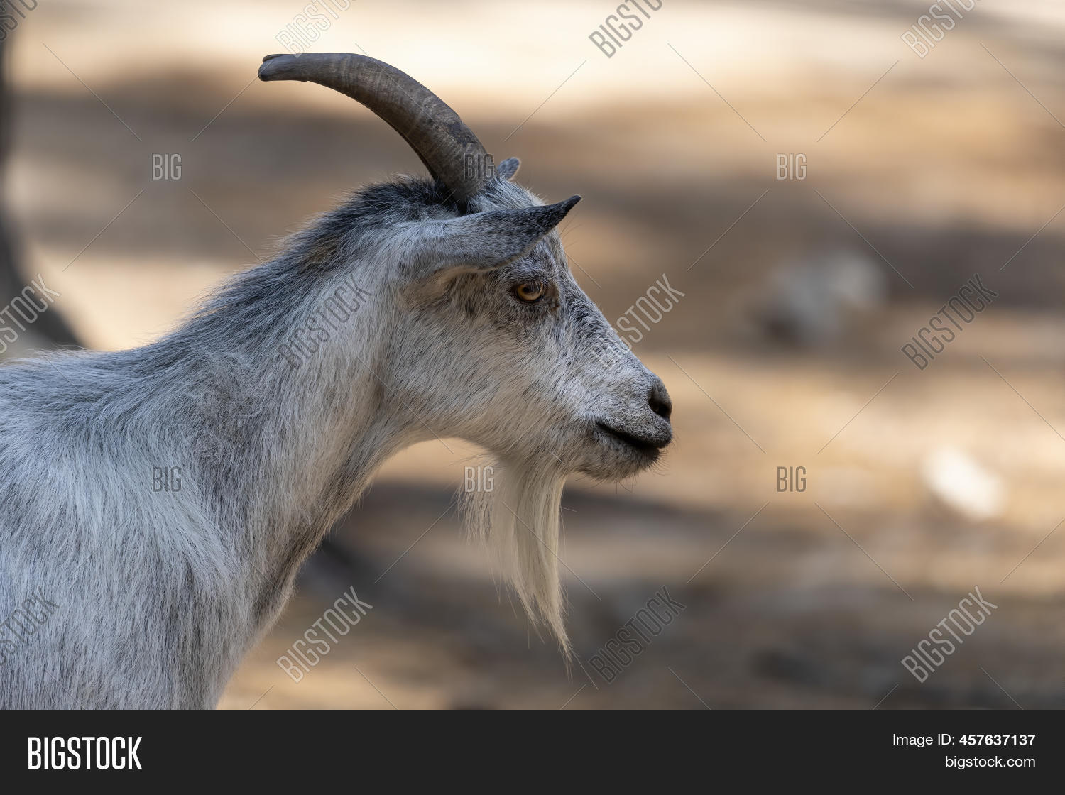 American Pygmy Goat Image & Photo (Free Trial) | Bigstock