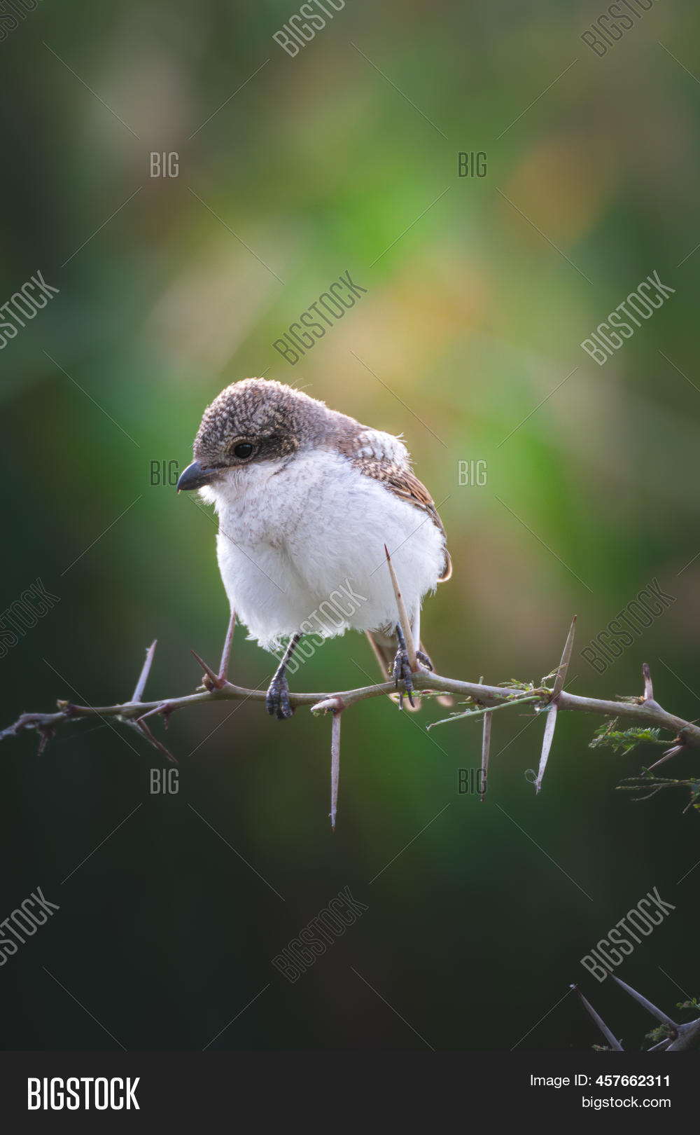 Lanius Humeralis Brid Image & Photo (Free Trial) | Bigstock