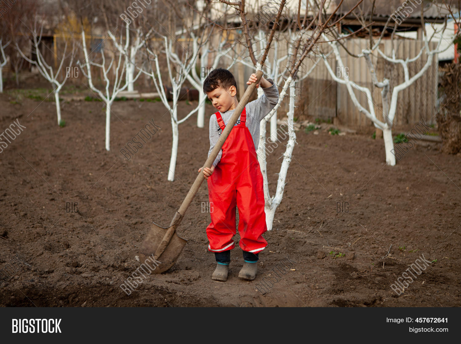 Boy Digging Vegetable Image & Photo (Free Trial) | Bigstock