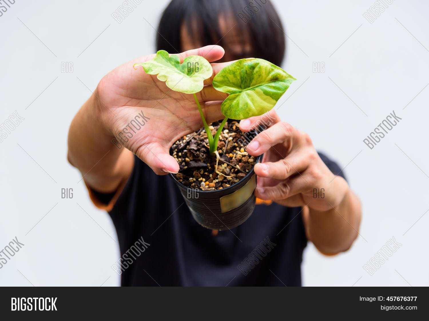 Little Sapling Image & Photo (Free Trial) | Bigstock