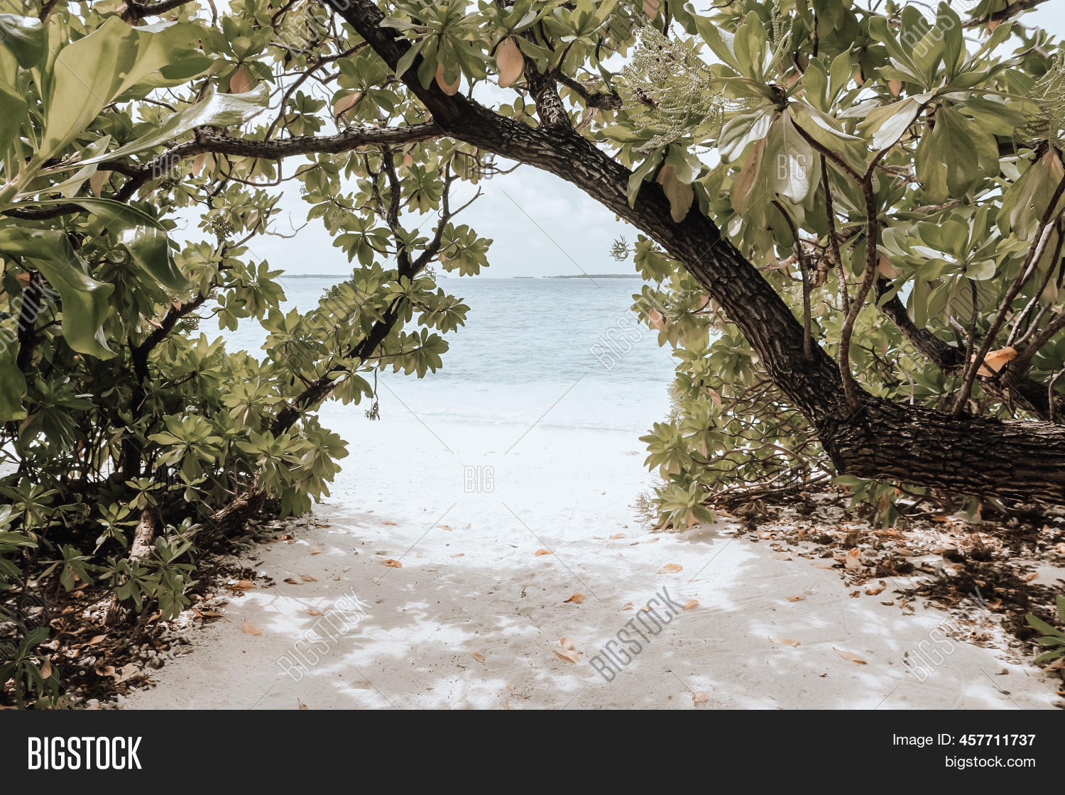 Tropical Trees On Image & Photo (Free Trial) | Bigstock