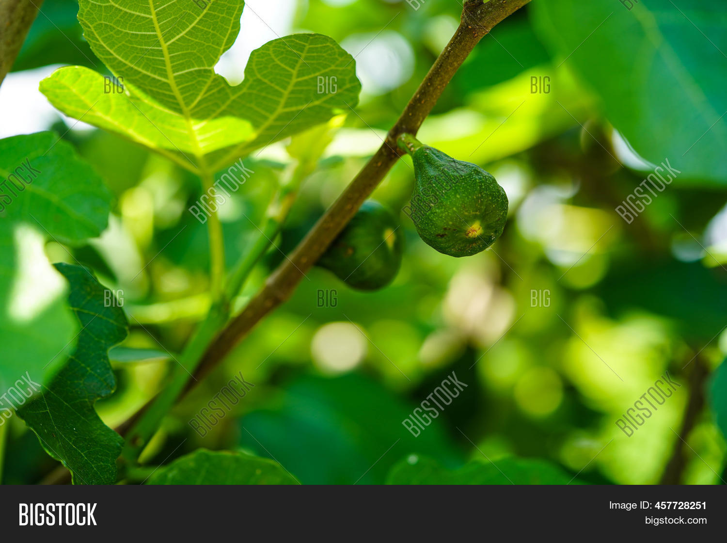 Ficus Carica Fig Tree Image & Photo (Free Trial) | Bigstock