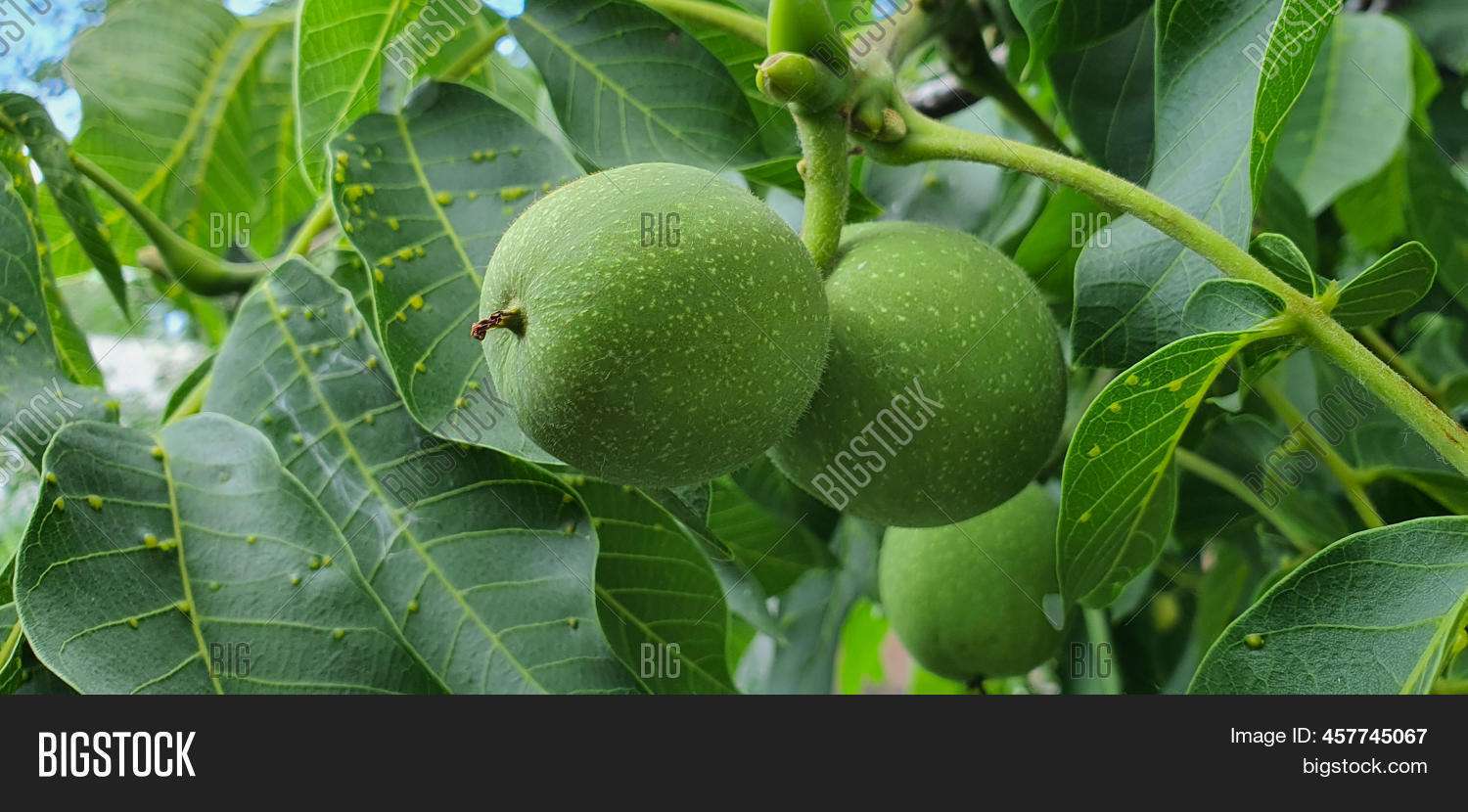 Two Walnuts Grow On Image & Photo (Free Trial) | Bigstock