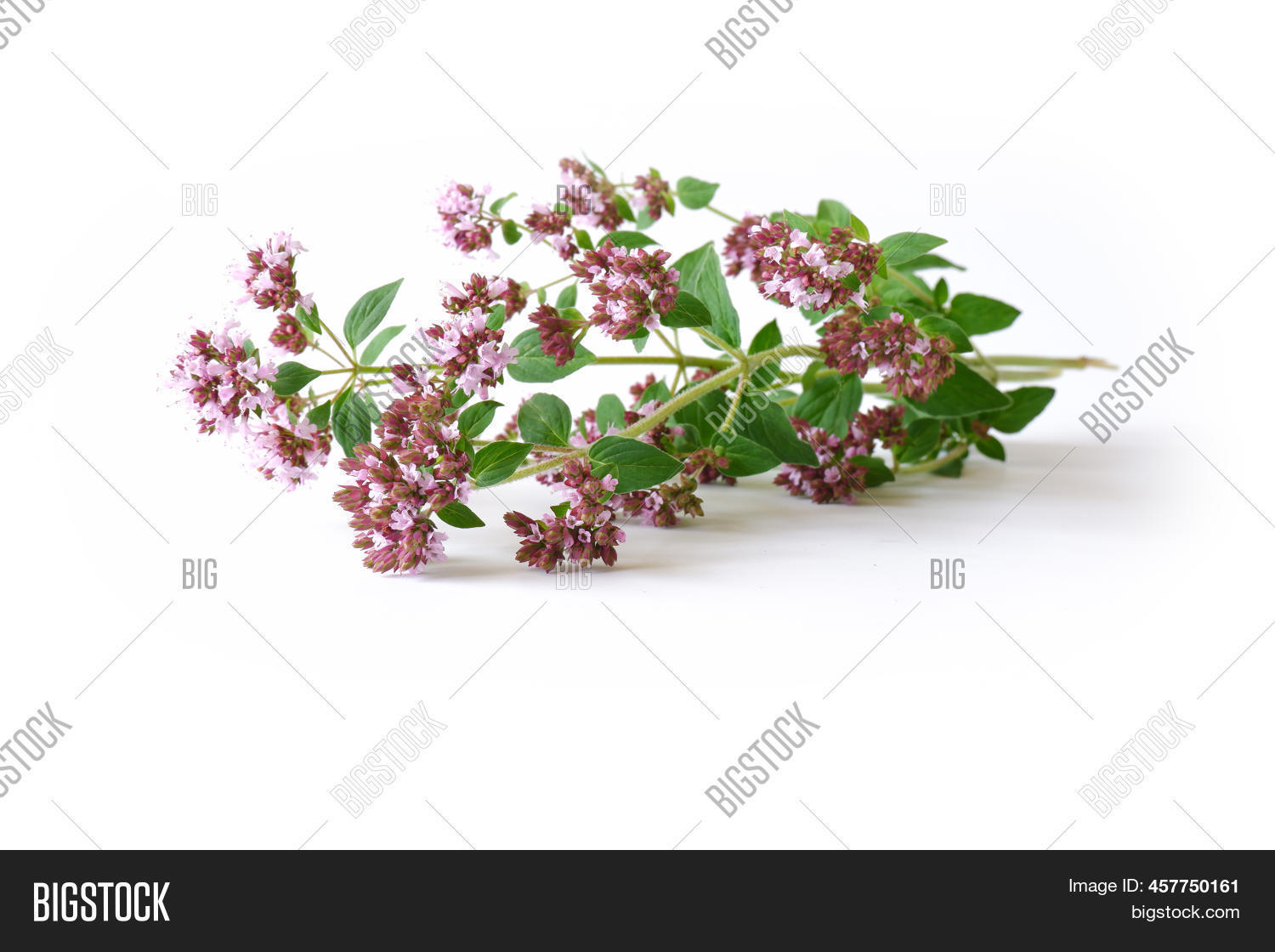 Sprig Oregano Flowers Image & Photo (Free Trial) | Bigstock