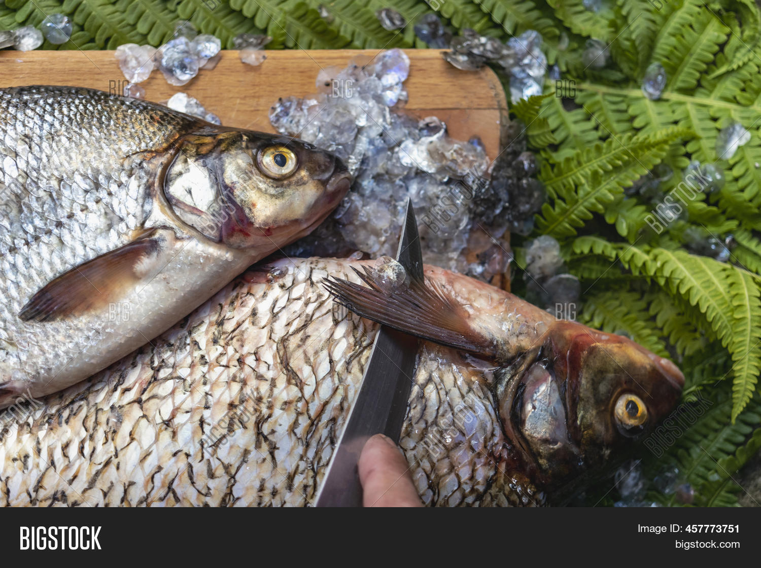 Big Fresh Bream. Image & Photo (Free Trial) | Bigstock