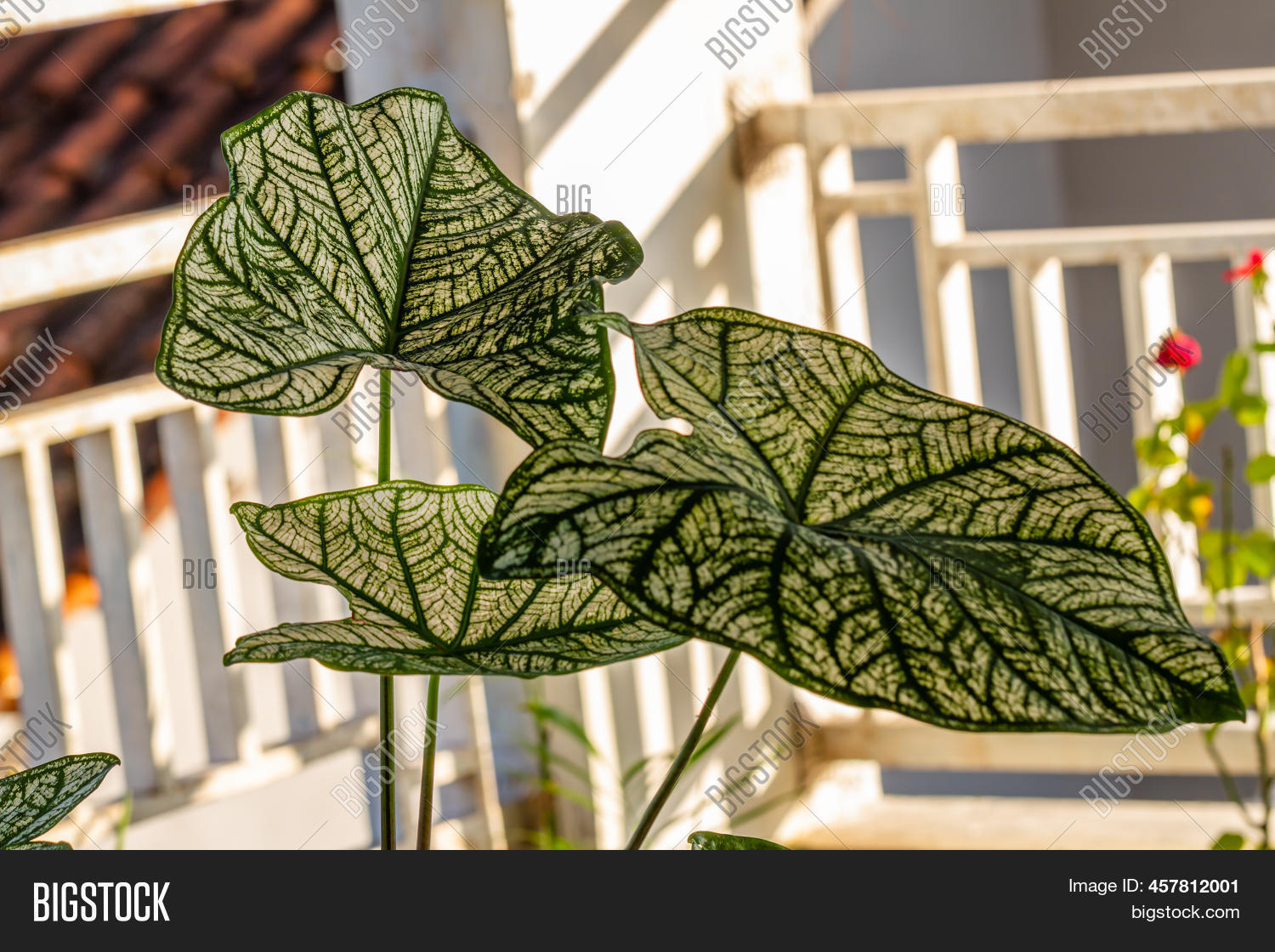 Green Leaves Taro Image & Photo (Free Trial) | Bigstock