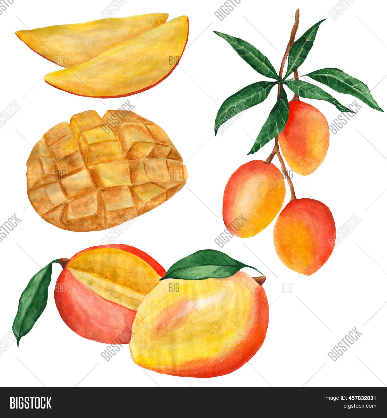 Mango. Botanical Image & Photo (Free Trial) | Bigstock
