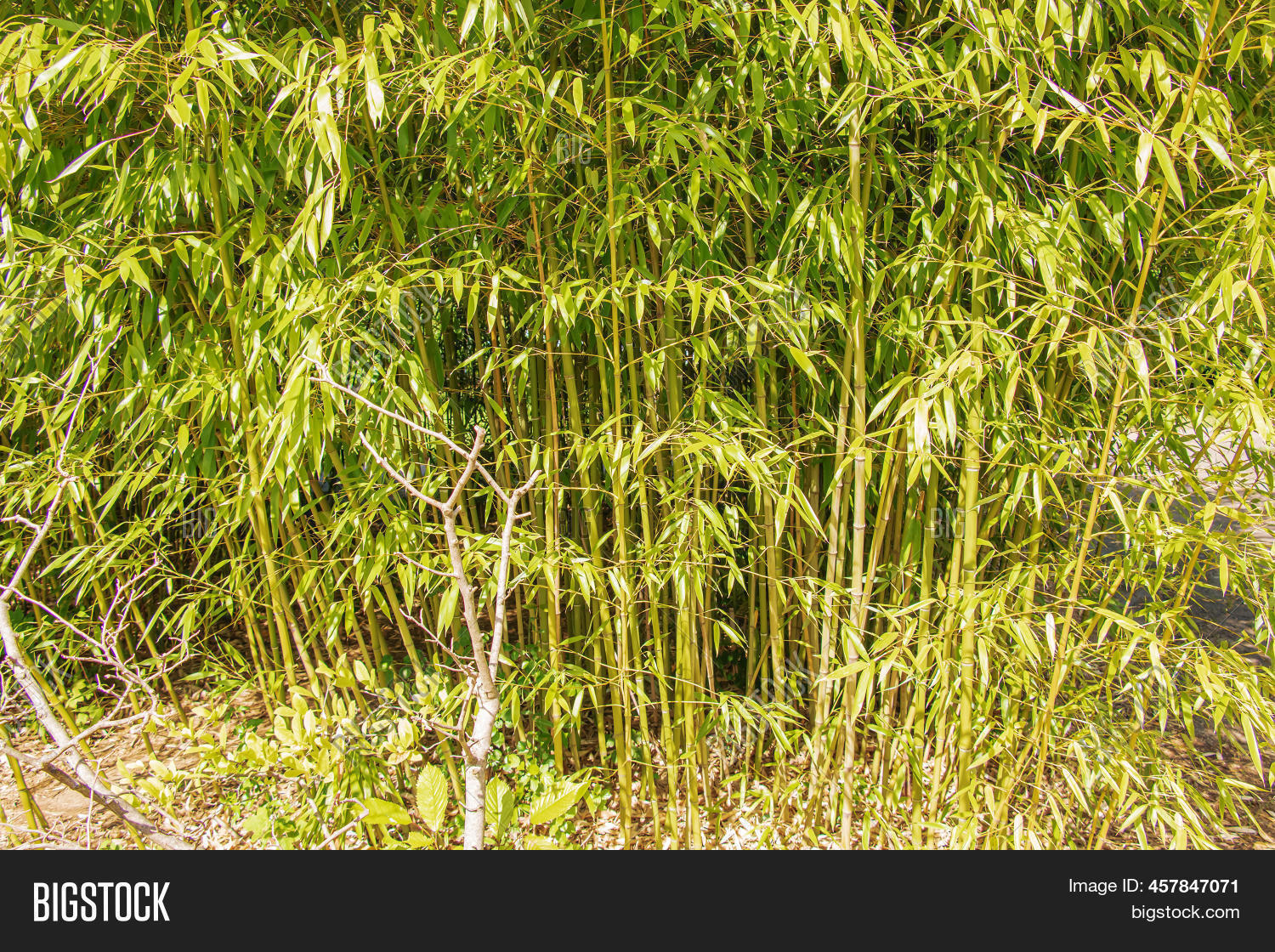 Bamboo Tree Landscape Image & Photo (Free Trial) | Bigstock