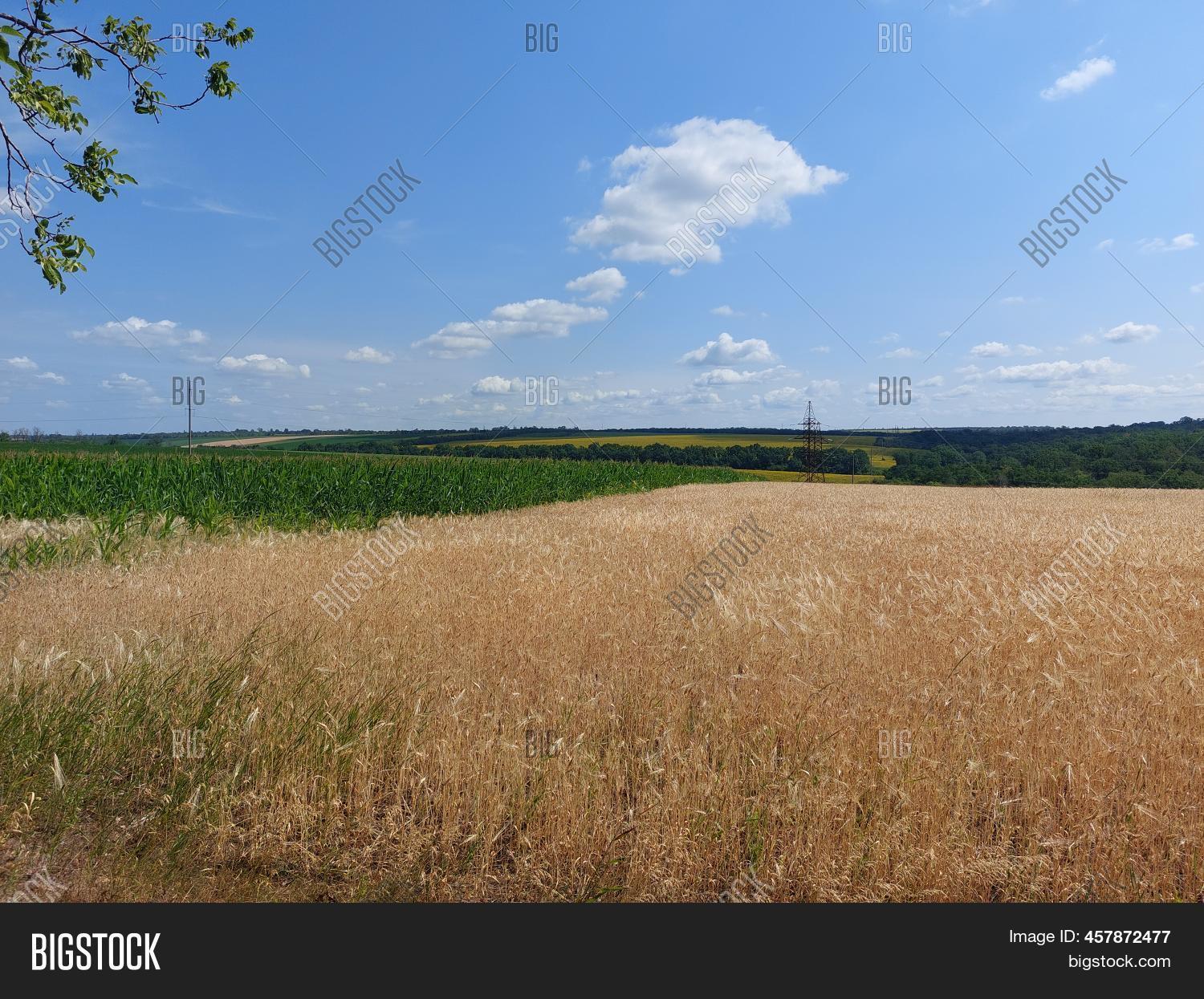 Field Wheat. Open Image & Photo (Free Trial) | Bigstock