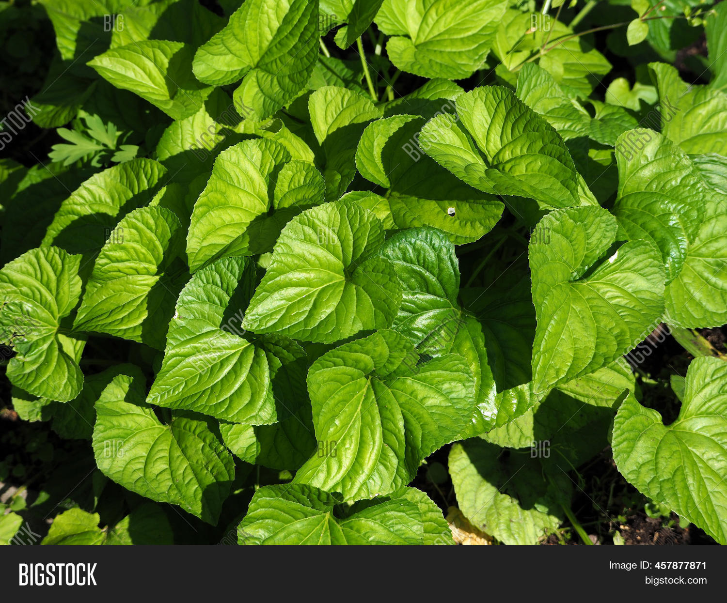 Beautiful Large Leaves Image & Photo (Free Trial) | Bigstock