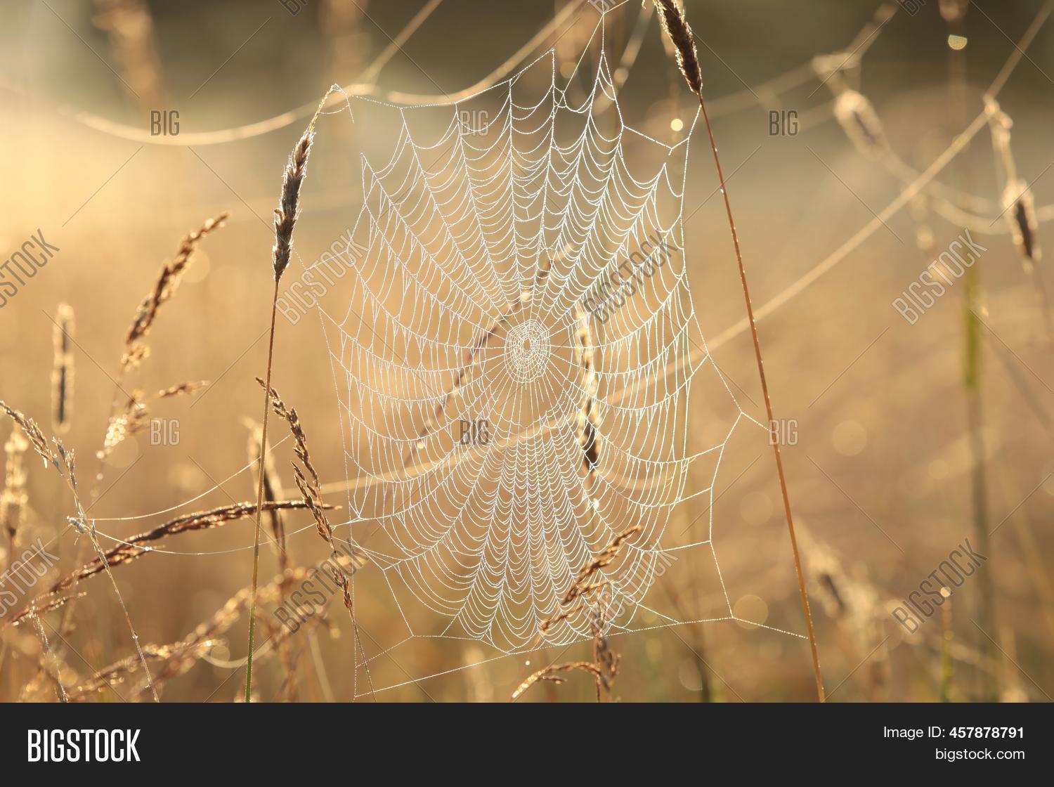Spider Web Cobweb Image & Photo (Free Trial) | Bigstock