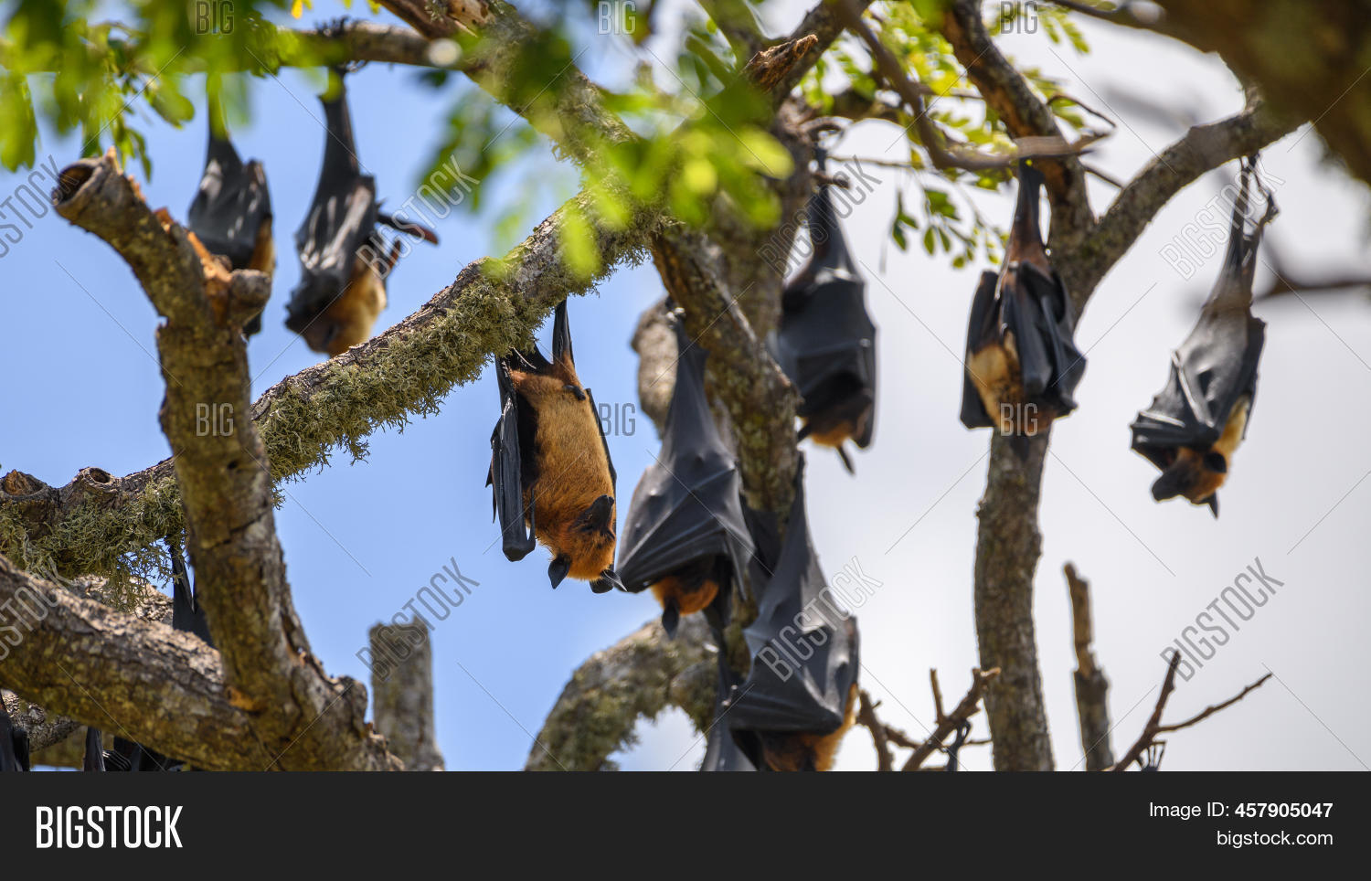 Sri Lankan Megabats Image & Photo (Free Trial) | Bigstock