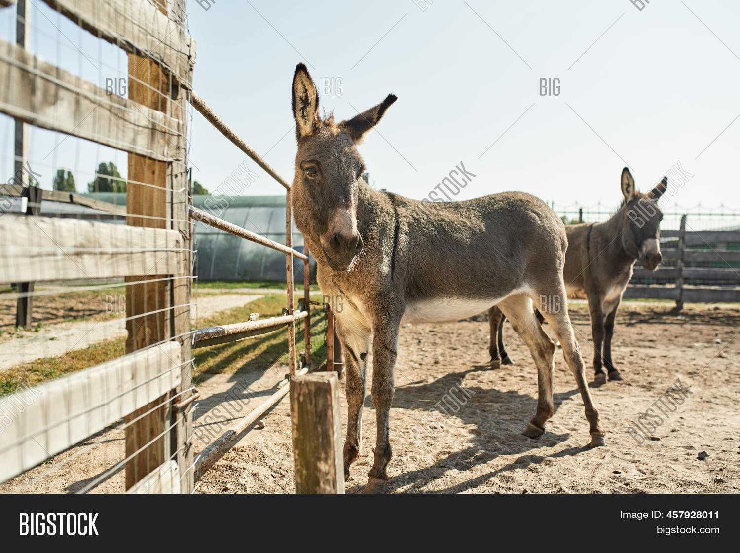 Beautiful Donkeys Image & Photo (Free Trial) | Bigstock