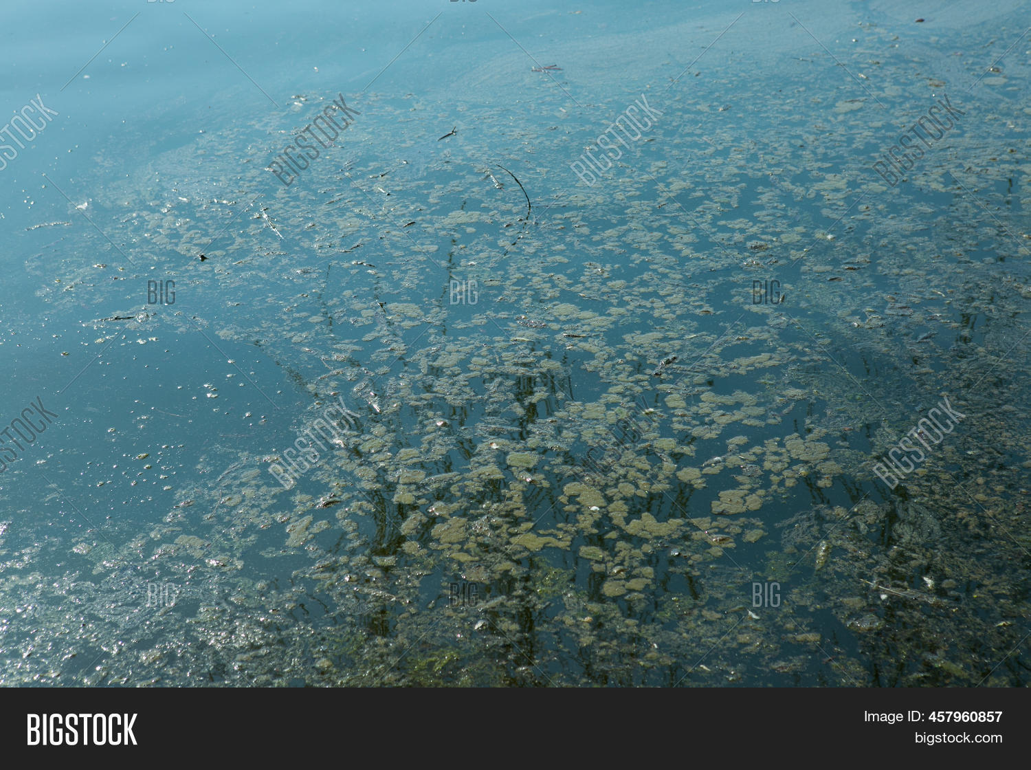 Pond Water Algae That Image & Photo (Free Trial) | Bigstock
