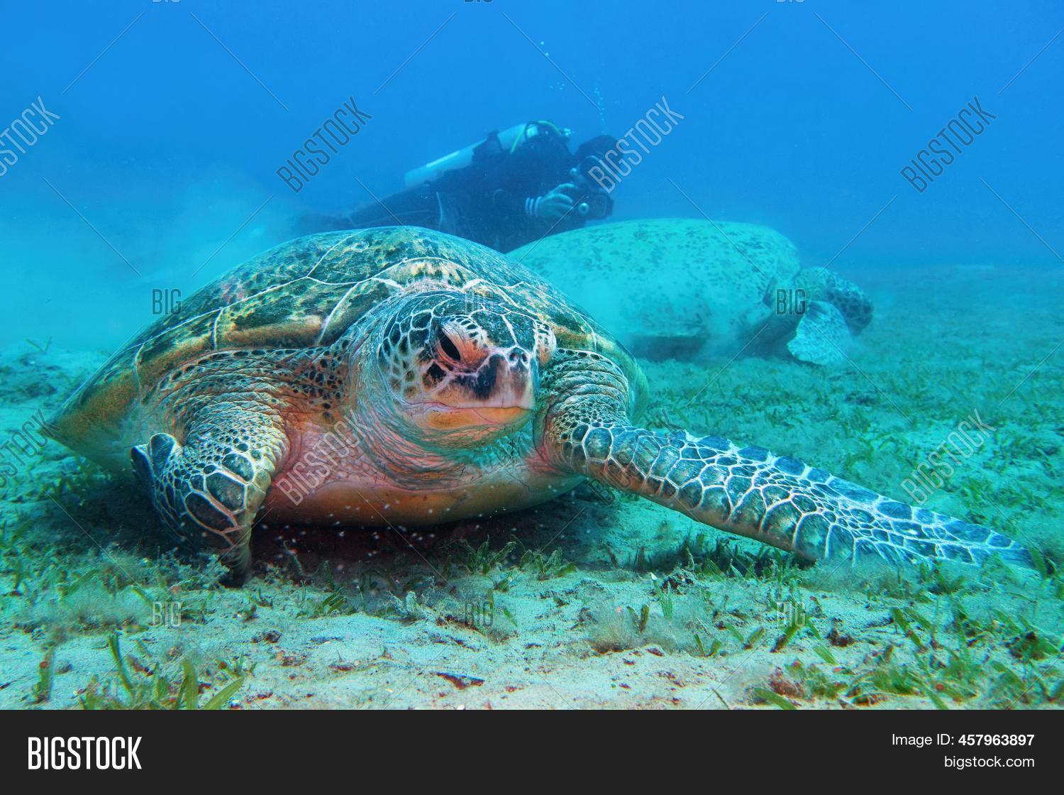 Green Sea Turtle Image And Photo Free Trial Bigstock