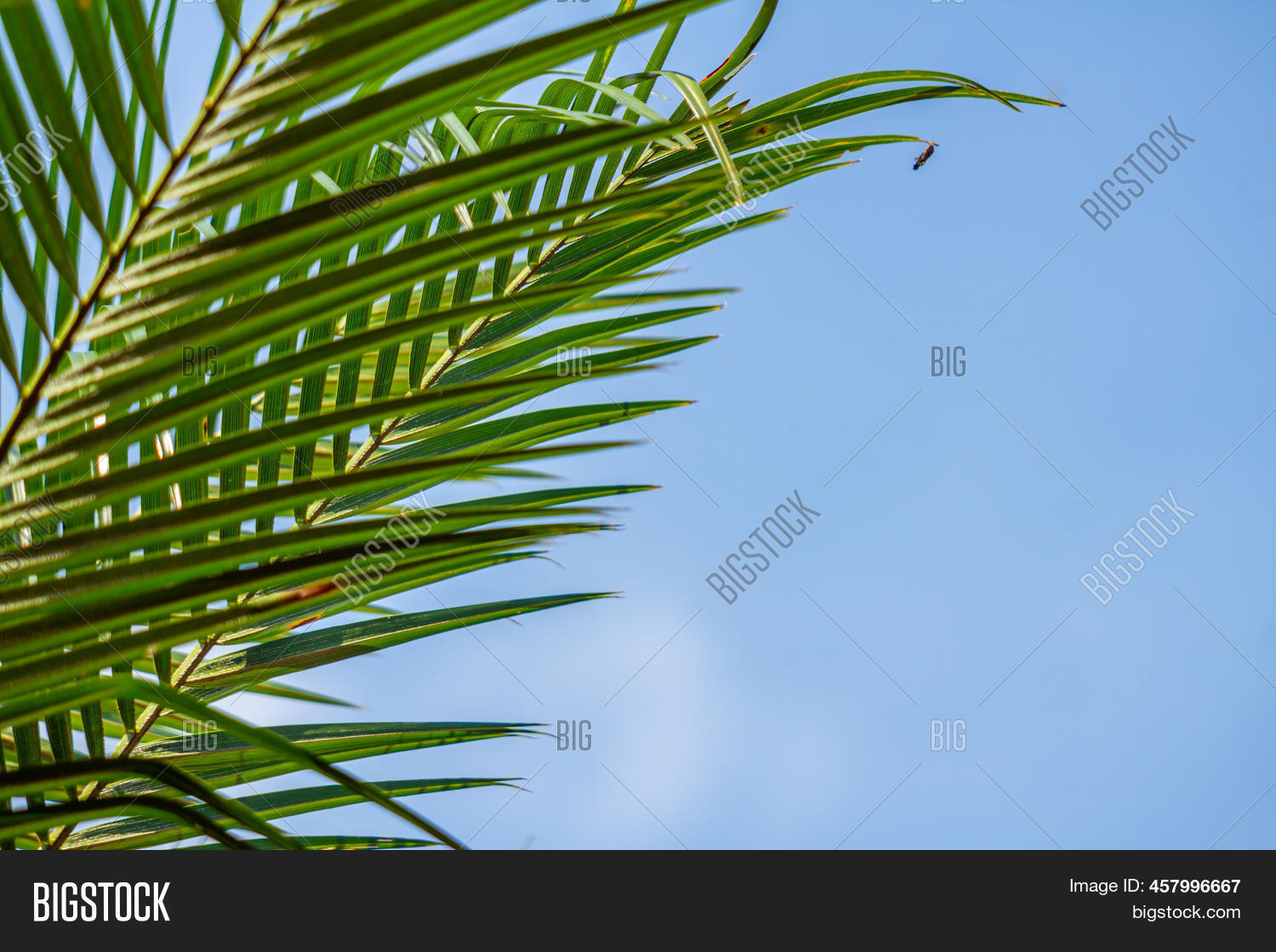Leaves Palm Plant That Image & Photo (Free Trial) | Bigstock