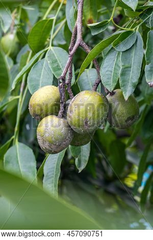 Bunch Mature Spondias Image & Photo (Free Trial) | Bigstock