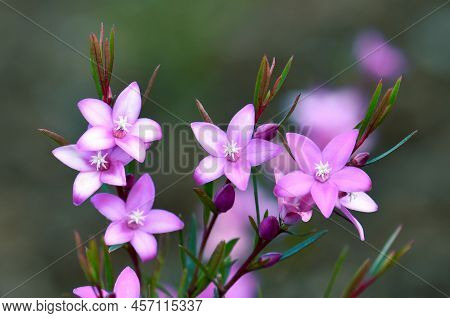 Vibrant Pink Star Image & Photo (Free Trial) | Bigstock