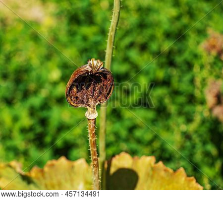 Achene Seeds Maturing Image & Photo (Free Trial) | Bigstock