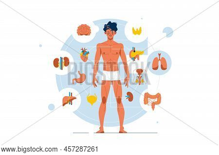 Human Body Anatomy And Structure Vector Illustration. Visual Scheme Of ...