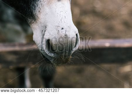 Close- Nose Nostrils Image & Photo (Free Trial) | Bigstock