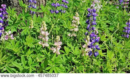 Beautiful Lupine Image & Photo (Free Trial) | Bigstock