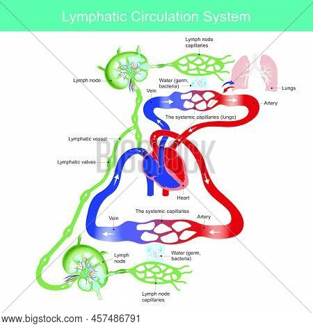 Lymphatic Circulation Vector & Photo (Free Trial) | Bigstock