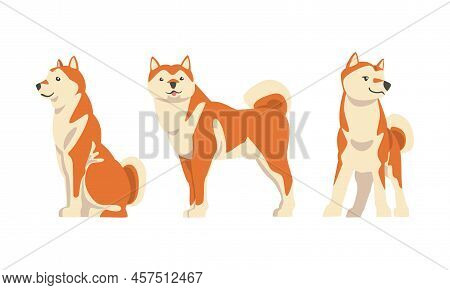 Shiba Inu Japanese Vector & Photo (Free Trial) | Bigstock
