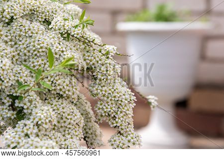 Flowering Spirea Bush Image & Photo (Free Trial) | Bigstock