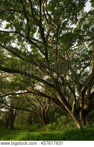 Shade Rain-tree Canopy Image & Photo (Free Trial) | Bigstock