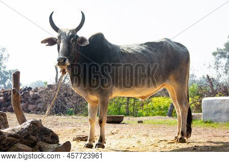 Indian Ox On Farm. Image & Photo (Free Trial) | Bigstock