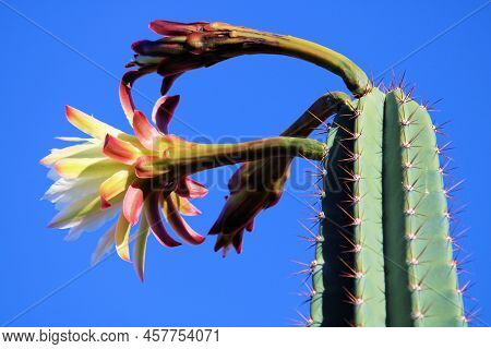 Organ Pipe Cactus Image & Photo (Free Trial) | Bigstock