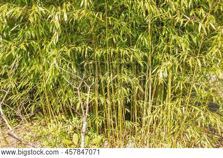 Bamboo Tree Landscape Image & Photo (Free Trial) | Bigstock