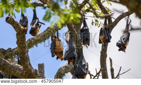 Sri Lankan Megabats Image & Photo (Free Trial) | Bigstock