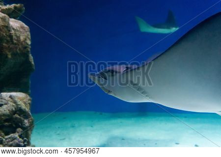 Manta Ray Float Blue Image & Photo (Free Trial) | Bigstock