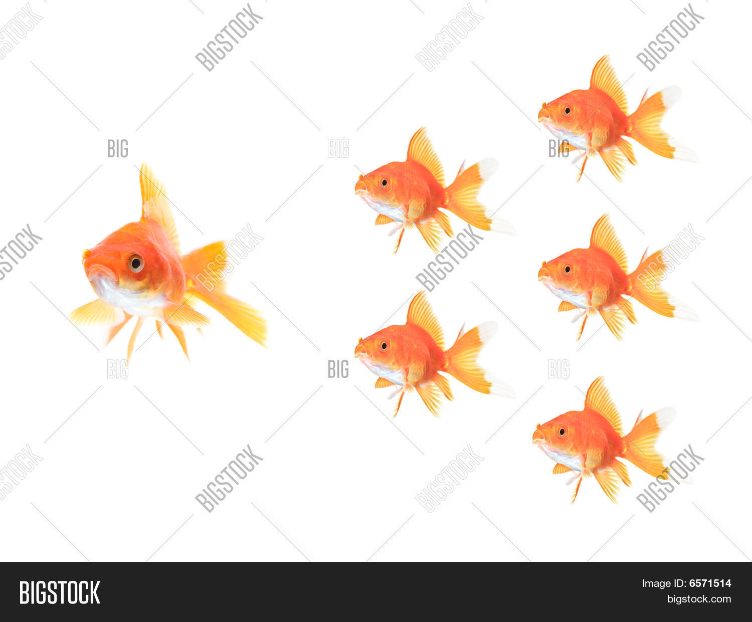 Many Baby Fish Mother Image & Photo (Free Trial) | Bigstock