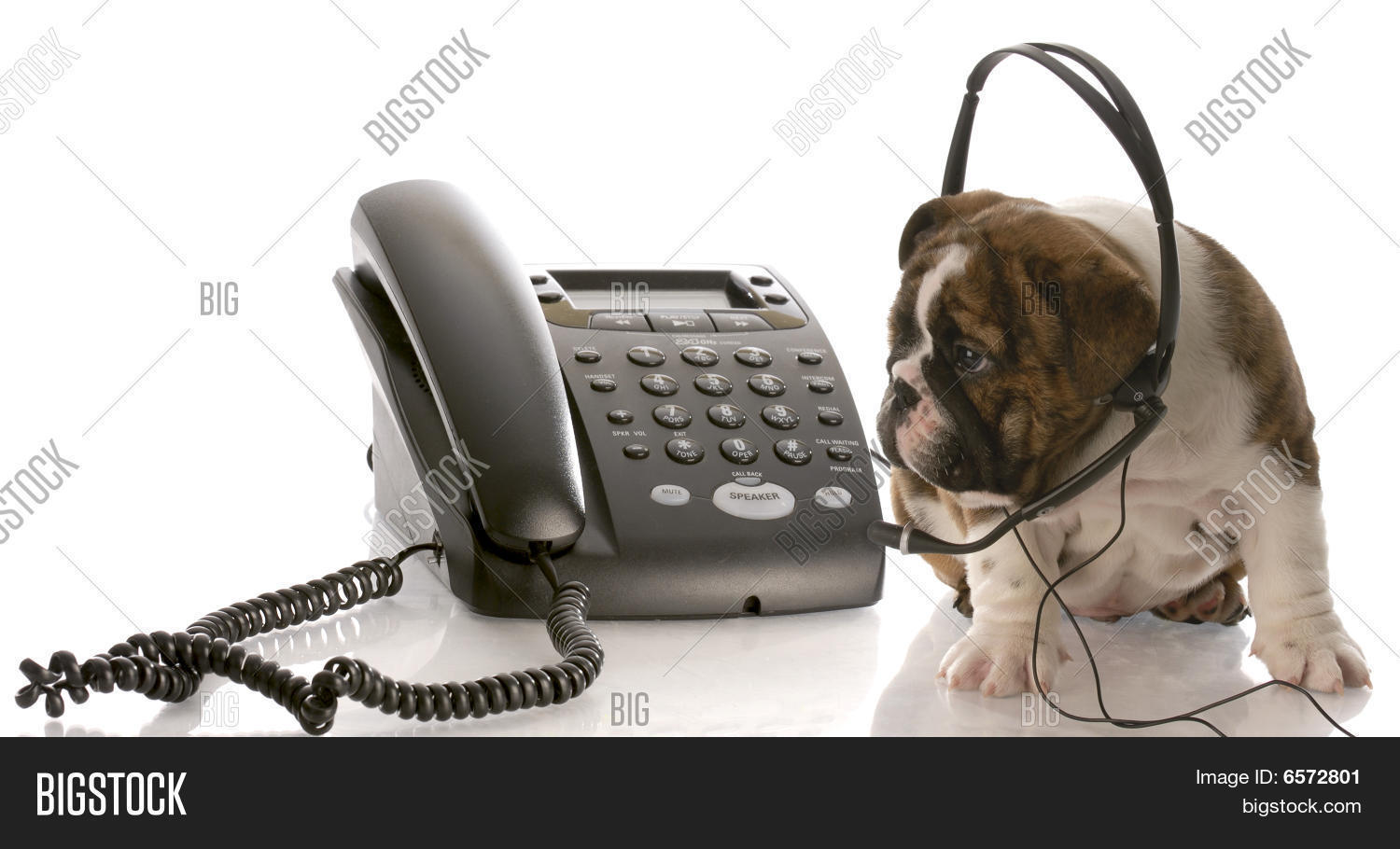 Bulldog Puppy Talking Image & Photo (Free Trial) | Bigstock
